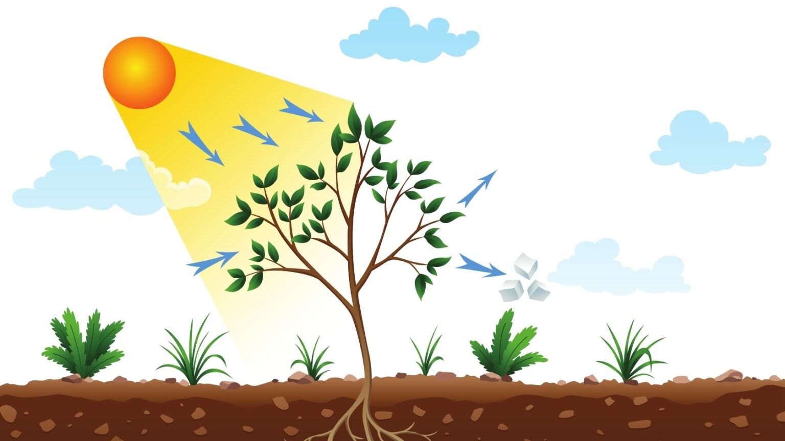 What is Photosynthesis? | Science Lesson | Lazy Worksheets