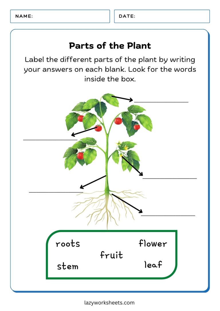 Parts of the Plants Worksheets for Kindergarten | Lazy Worksheets